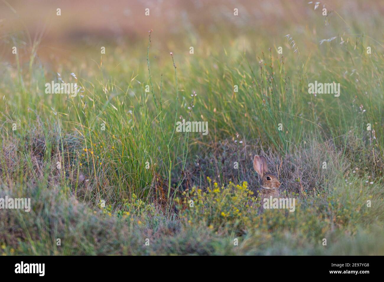 Conejo europeo hi-res stock photography and images - Alamy