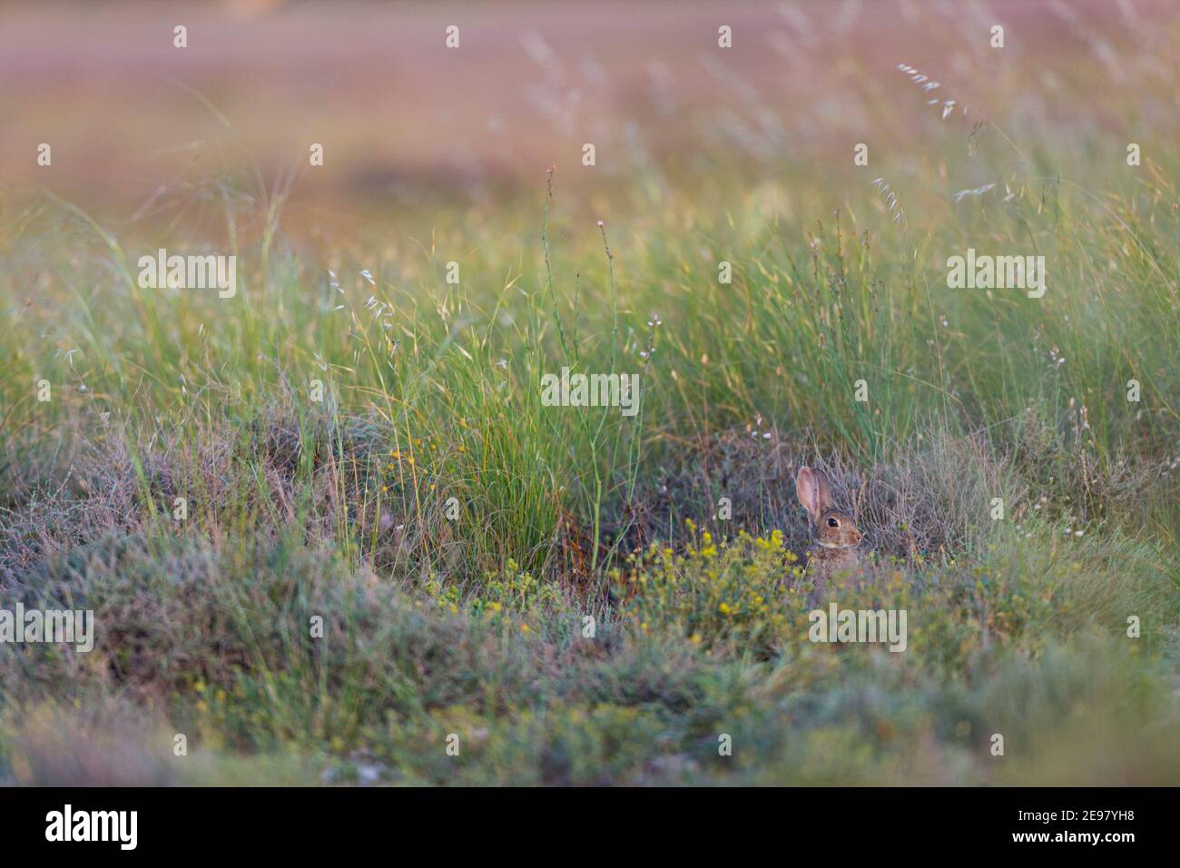 Conejo comun hi-res stock photography and images - Alamy