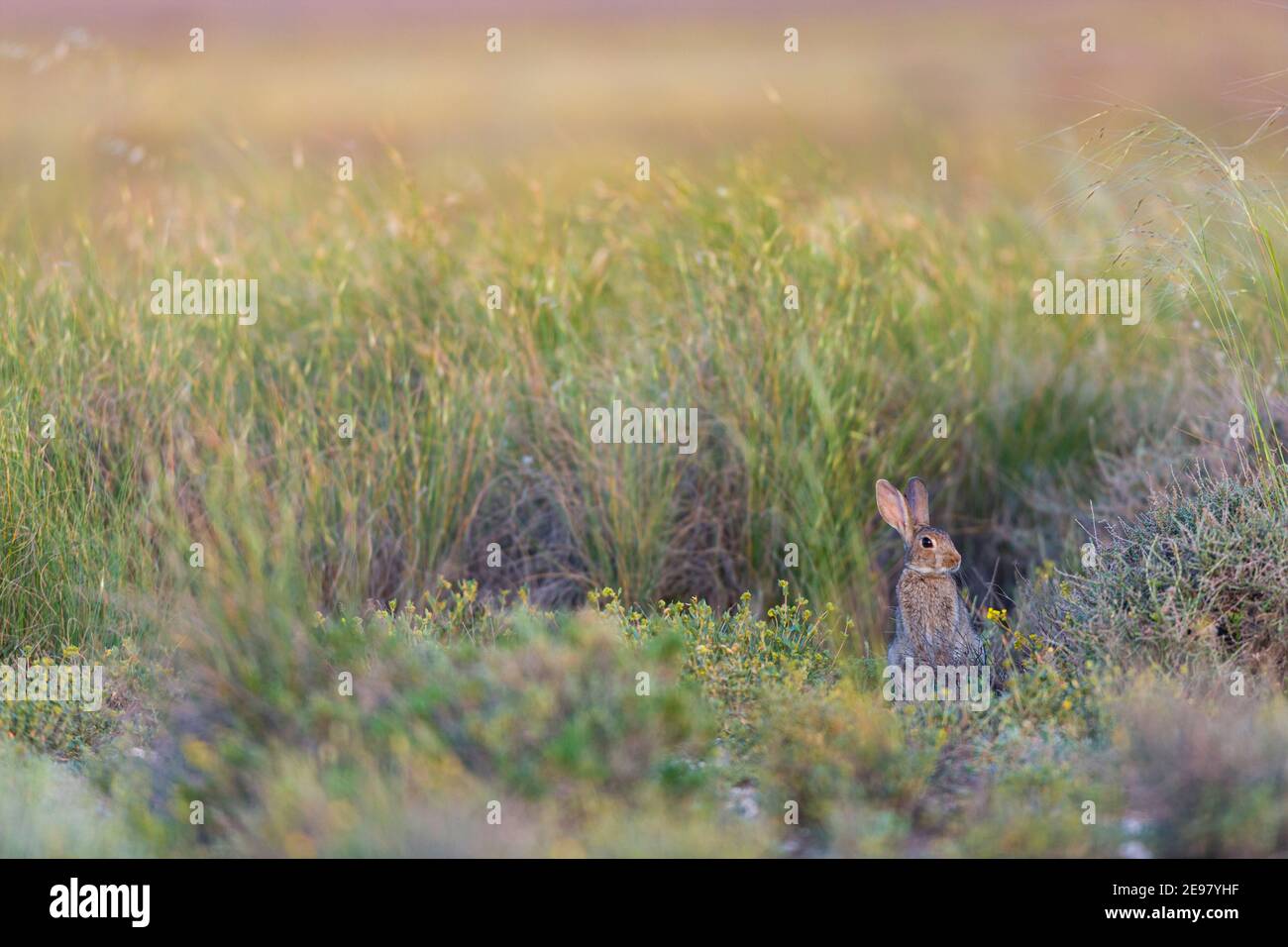 Conejo europeo hi-res stock photography and images - Alamy