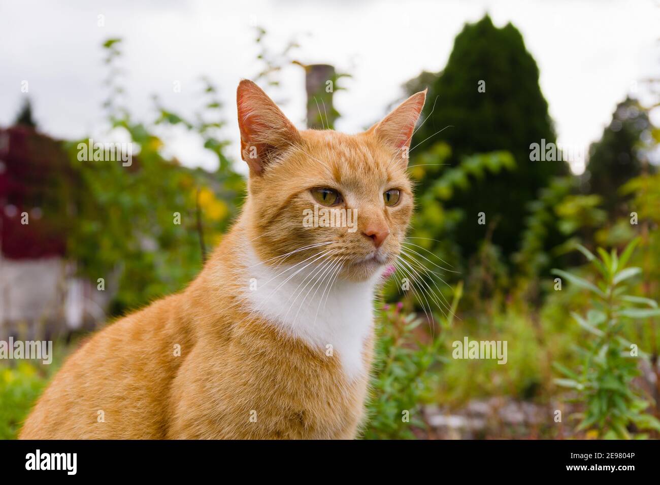 Nice portrait of a ginger or orange marmalade tabby cat enjoying some ...
