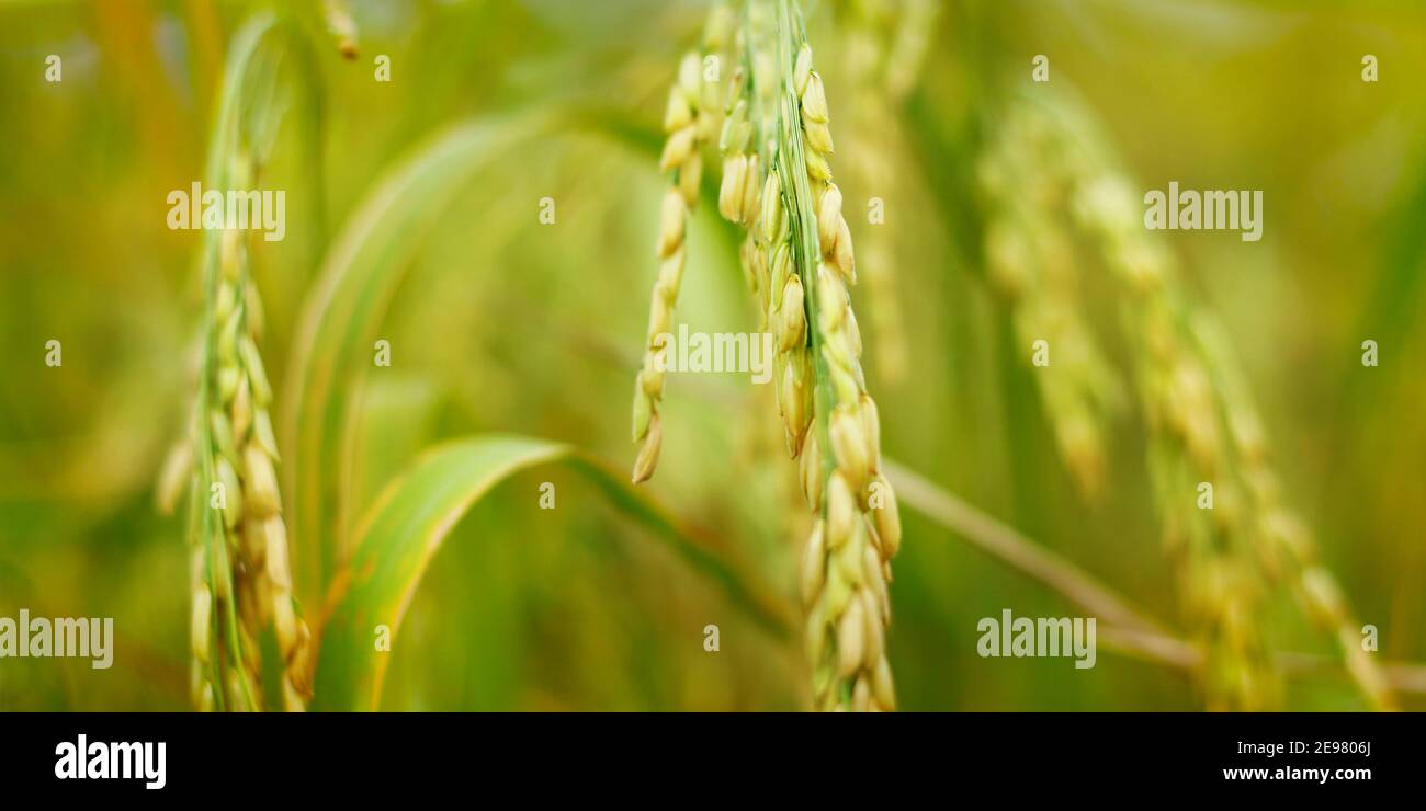 Close up of rice straw ,during the season of harvesting Stock Photo - Alamy