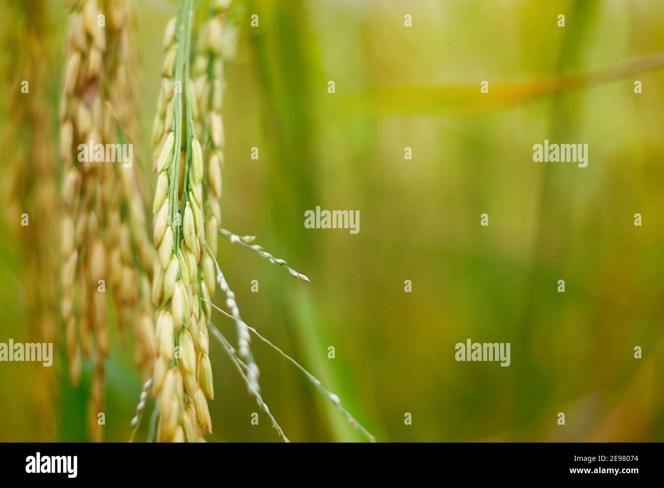 Close up of rice straw ,during the season of harvesting Stock Photo - Alamy