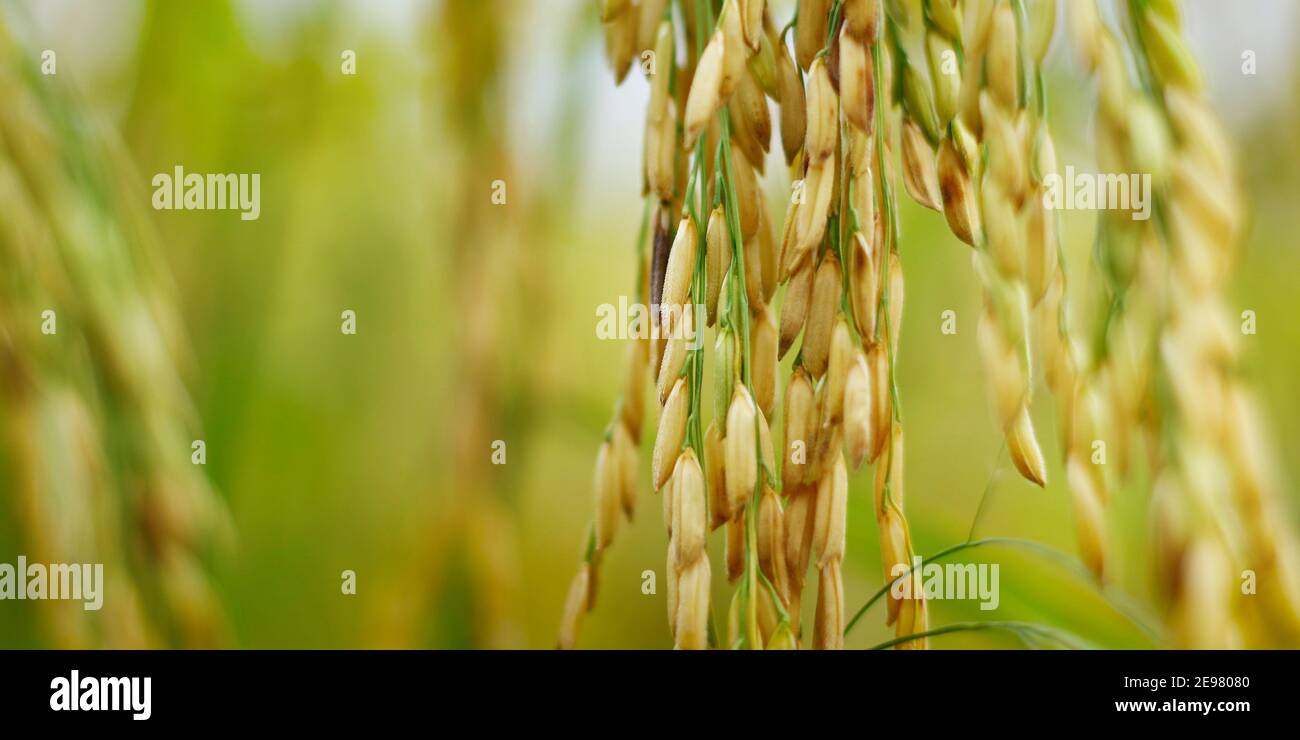 Close up of rice straw ,during the season of harvesting Stock Photo - Alamy