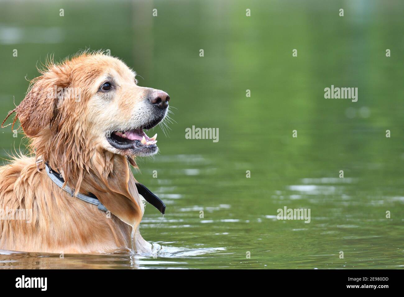 Golden retriever shaking of water hi-res stock photography and images ...