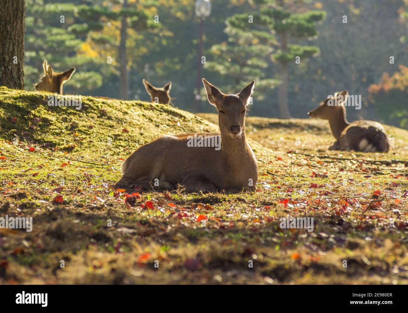 Tame deer cervus hi-res stock photography and images - Alamy