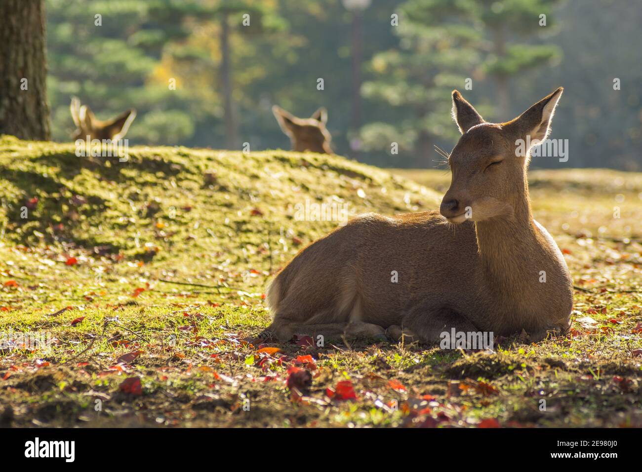 Japanese Deer High Resolution Stock Photography and Images - Alamy