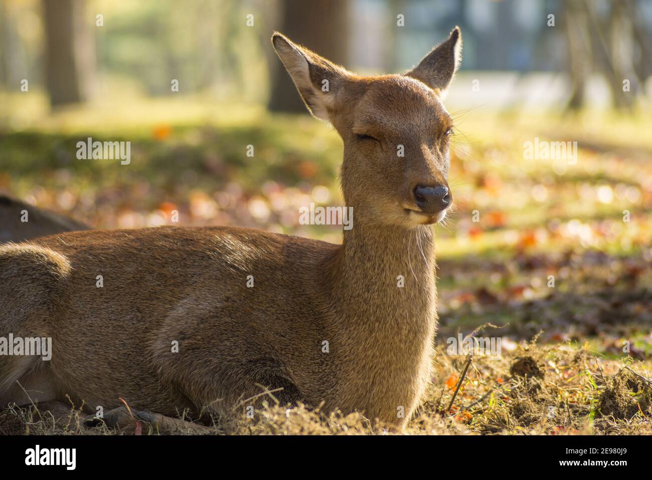 Tame Japanese deer (cervus nippon) realxing in the early morning autumn ...