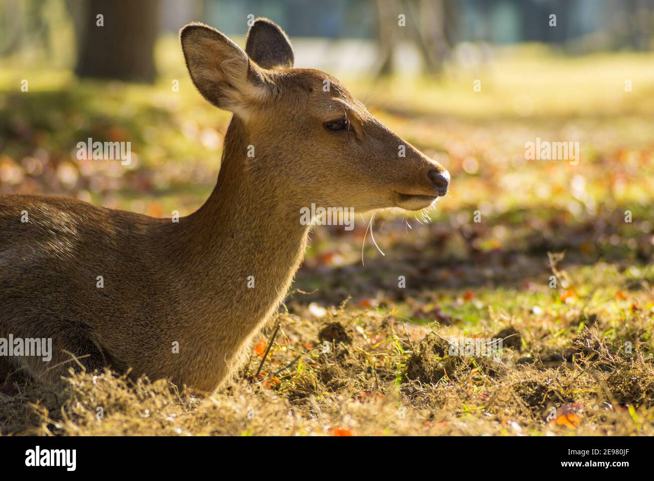 Tame Japanese deer (cervus nippon) realxing in the early morning autumn ...