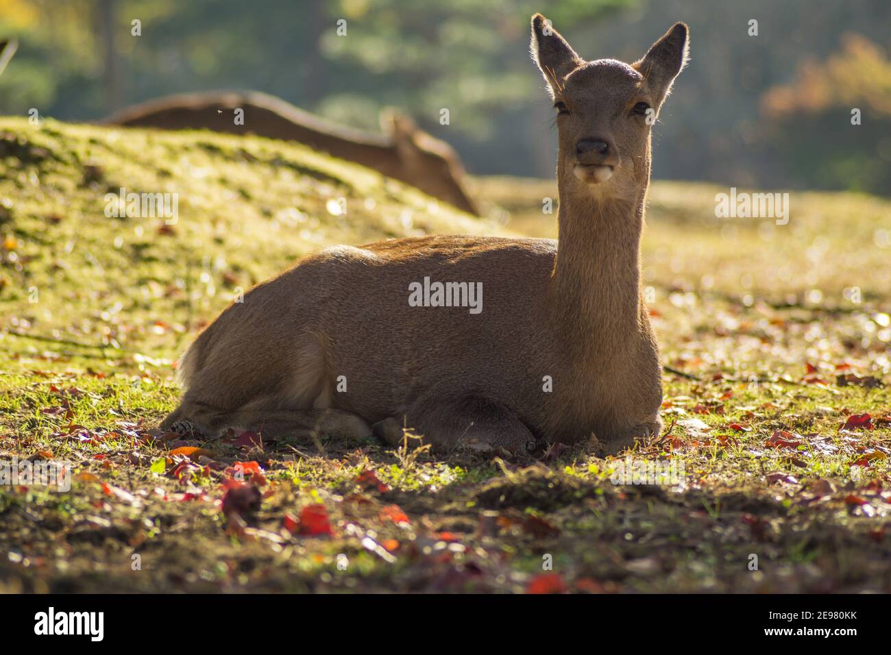 Tame Japanese deer (cervus nippon) realxing in the early morning autumn ...