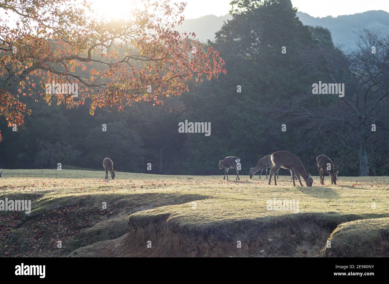 Tame deer cervus hi-res stock photography and images - Alamy