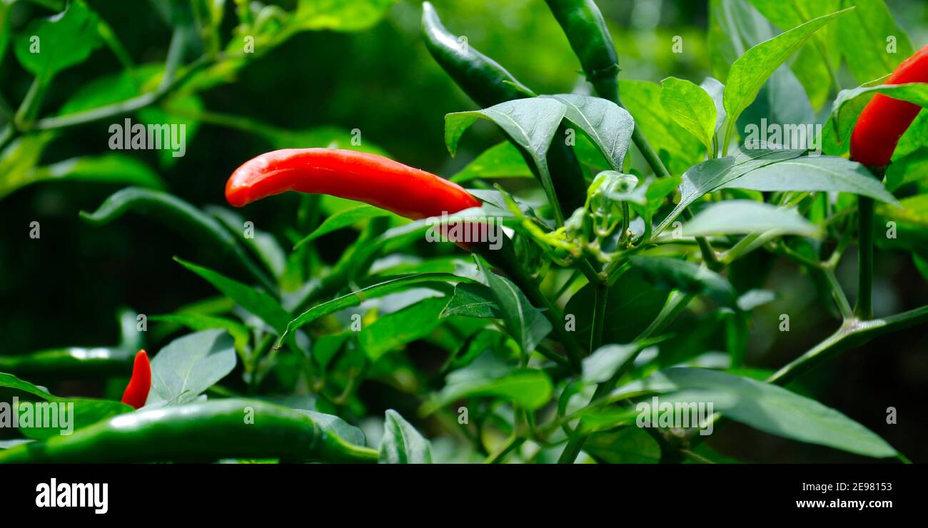Growing chillies kitchen hi-res stock photography and images - Alamy