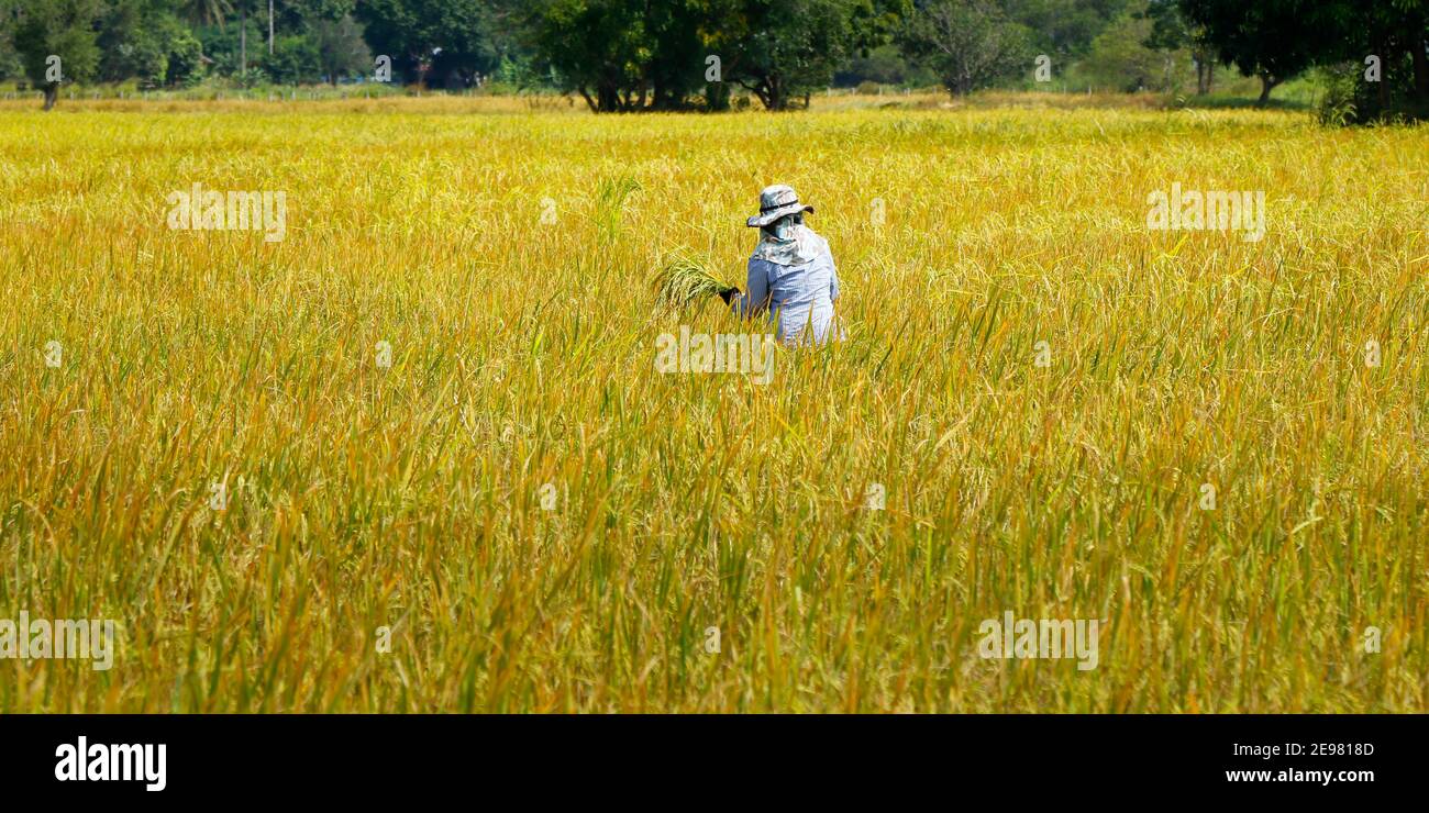 asian worker, working in rice field during the harvesting season Stock ...