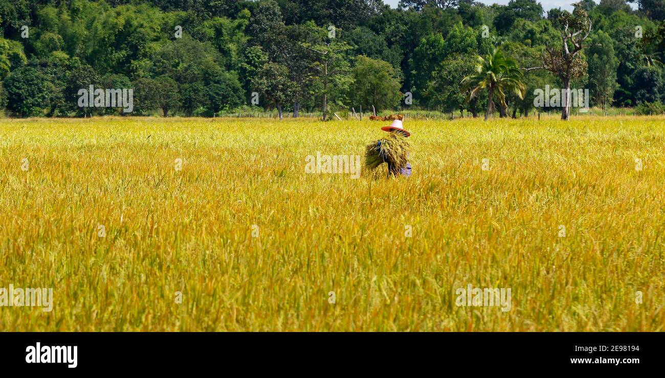 asian worker, working in rice field during the harvesting season Stock ...