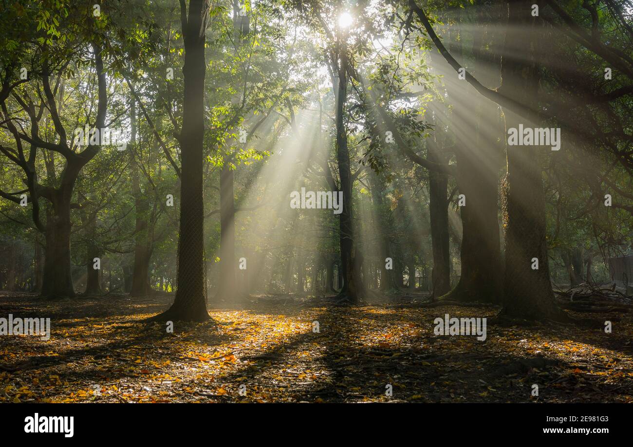 Sunshine streaming through early hi-res stock photography and images ...