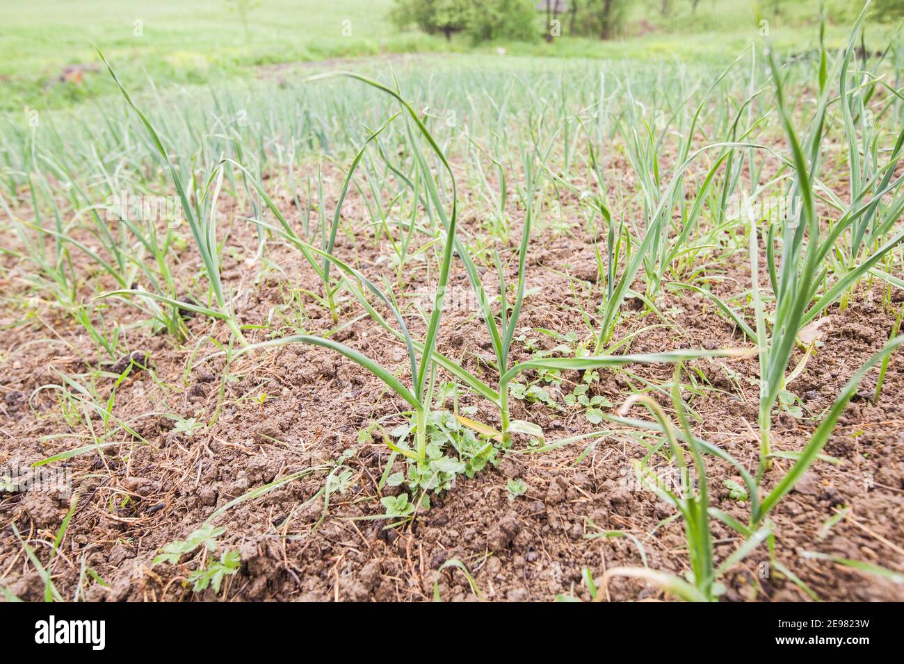 Organic food homegrown vegetable , spring onions garden field Stock ...