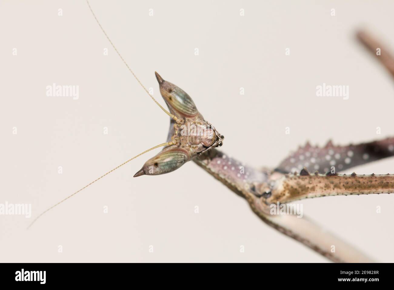 Heterochaeta hi-res stock photography and images - Alamy