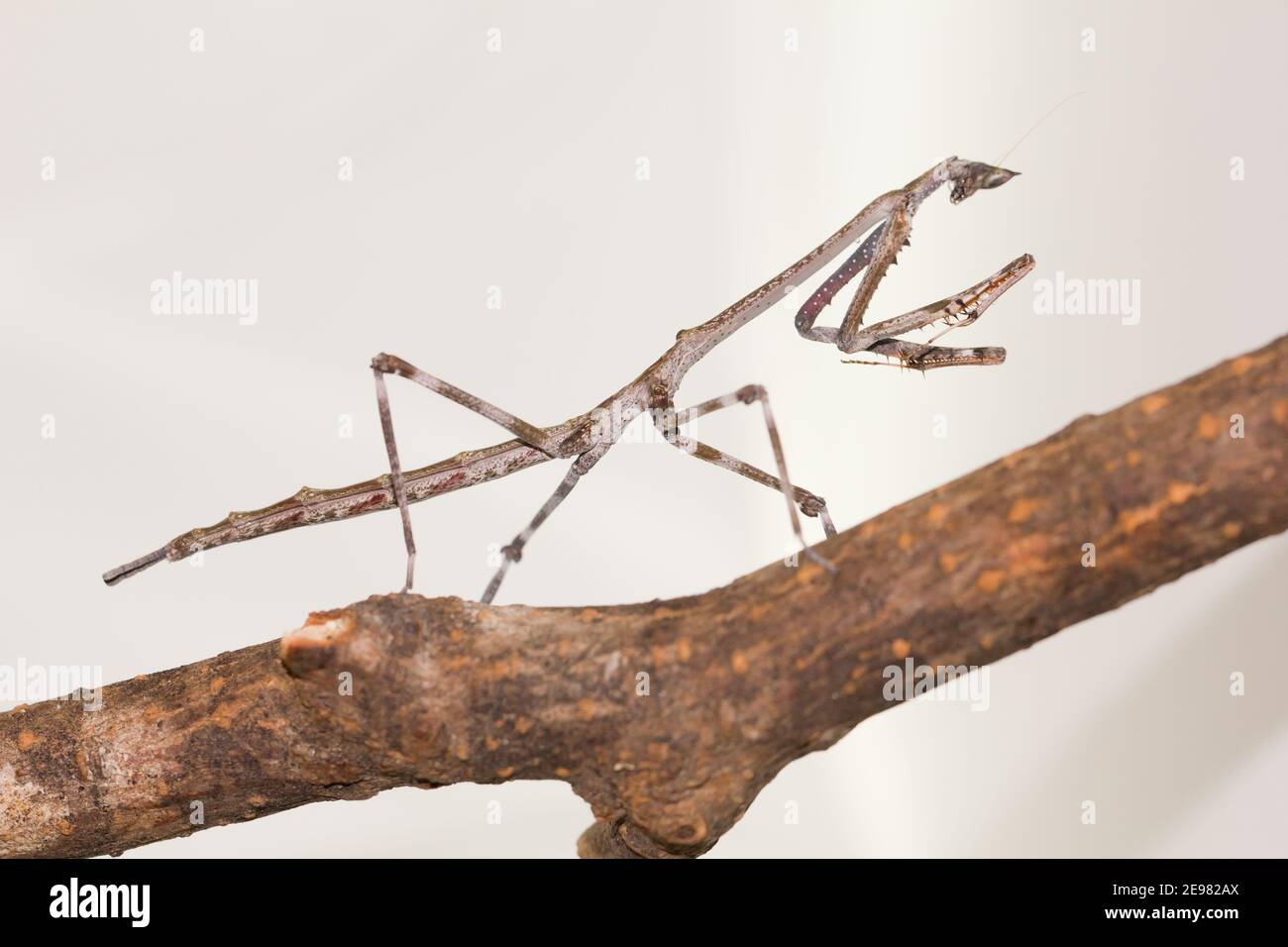African Twig Mantis