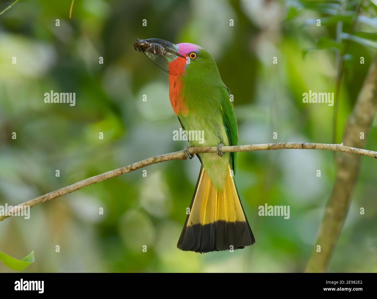 Red Bearded Bee Eater Stock Photo - Alamy