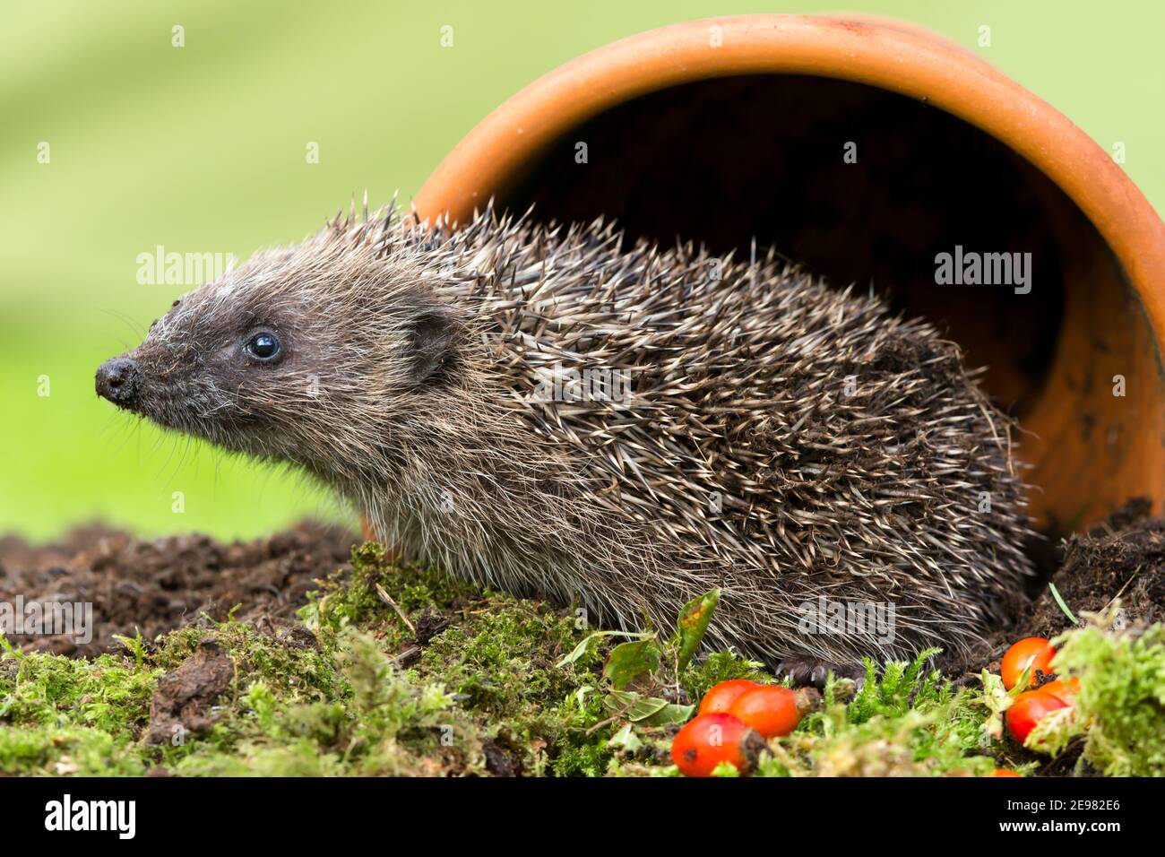 Wild, native hedgehog foraging in hedgehog friendly garden. Taken ...