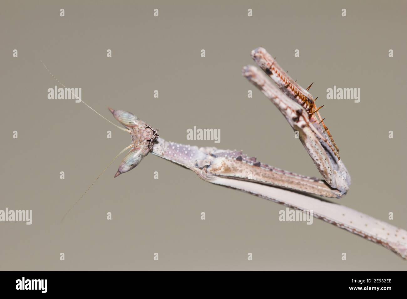 African stick mantis (Heterochaeta orientalis Stock Photo - Alamy