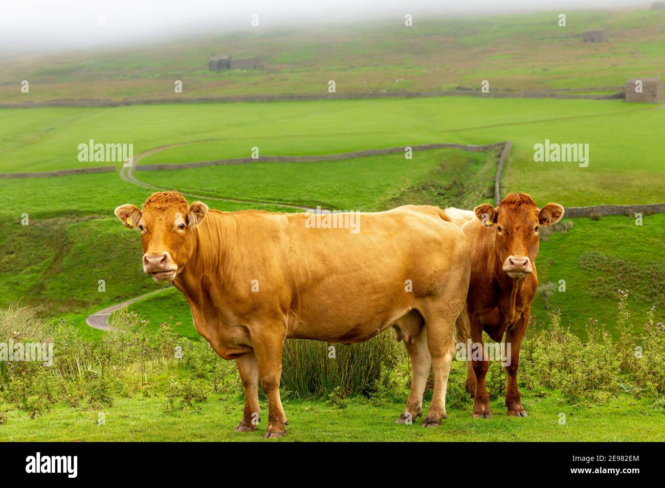 Barns and cows hi-res stock photography and images - Alamy