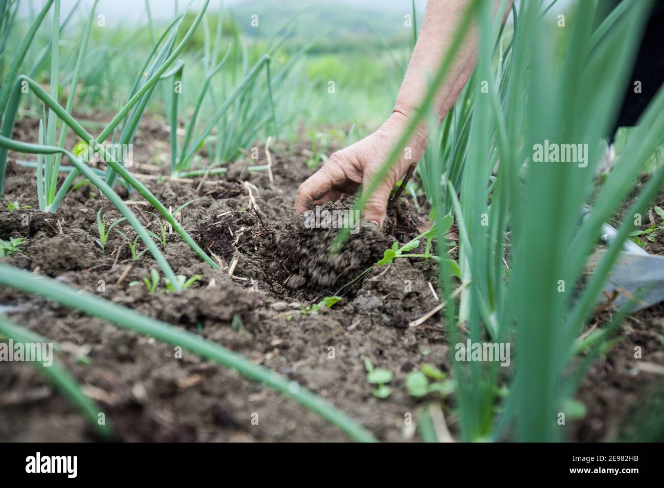 Female Farmers Hand Planting Small Plant In Organic Garden Stock Photo ...