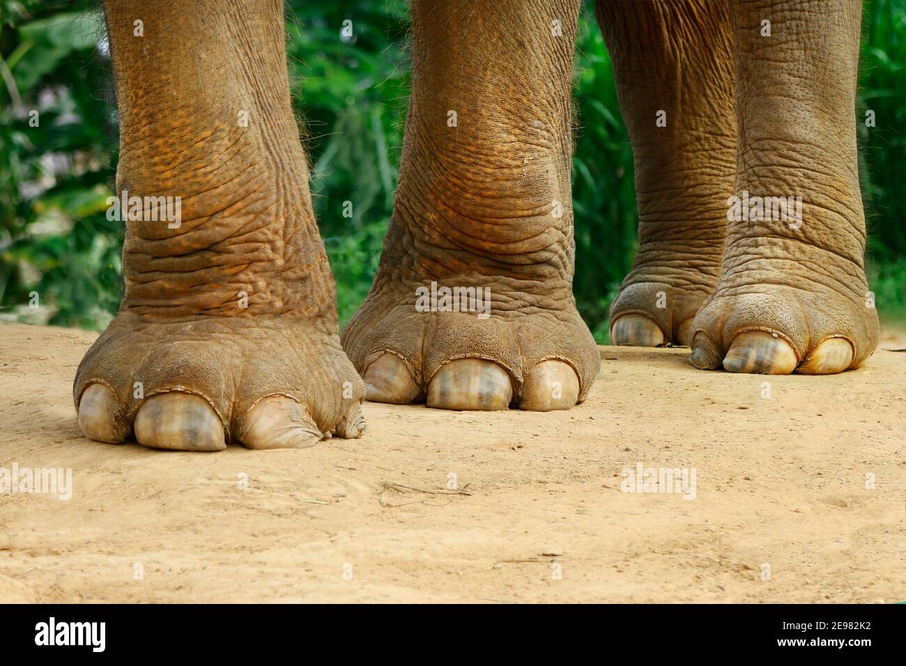 Asian elephant feet hi-res stock photography and images - Alamy