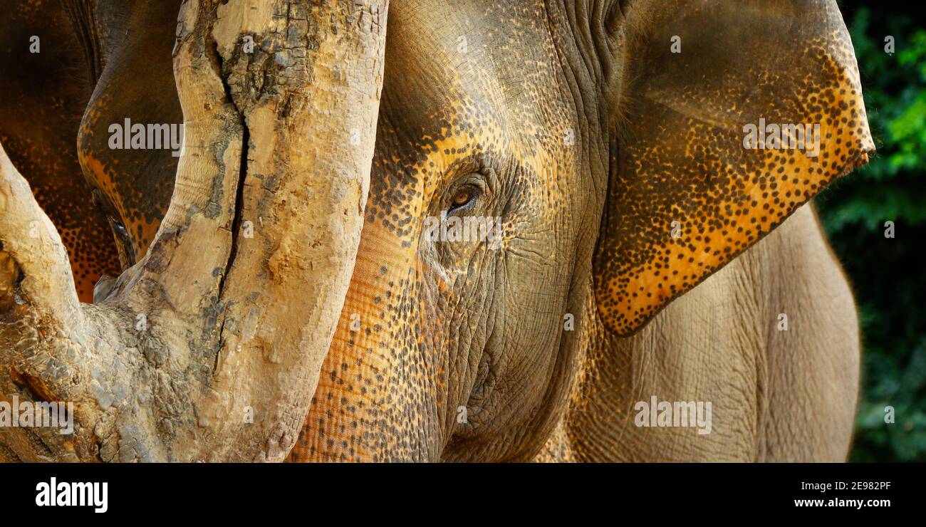 close up of head of asian elephant Stock Photo - Alamy