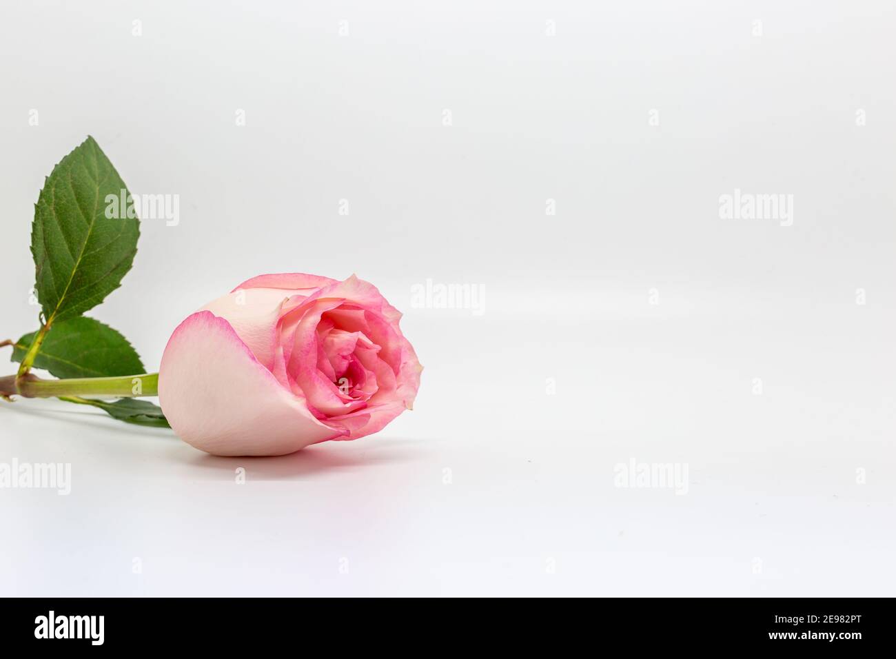 Single Pink Rose Wallpaper