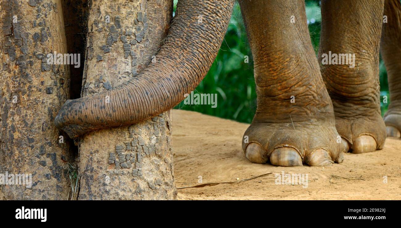 close up of feet of elephant Stock Photo - Alamy