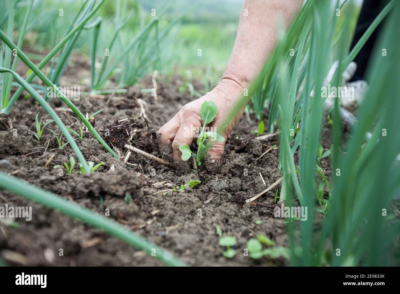 Female Farmers Hand Planting Small Plant In Organic Garden Stock Photo ...