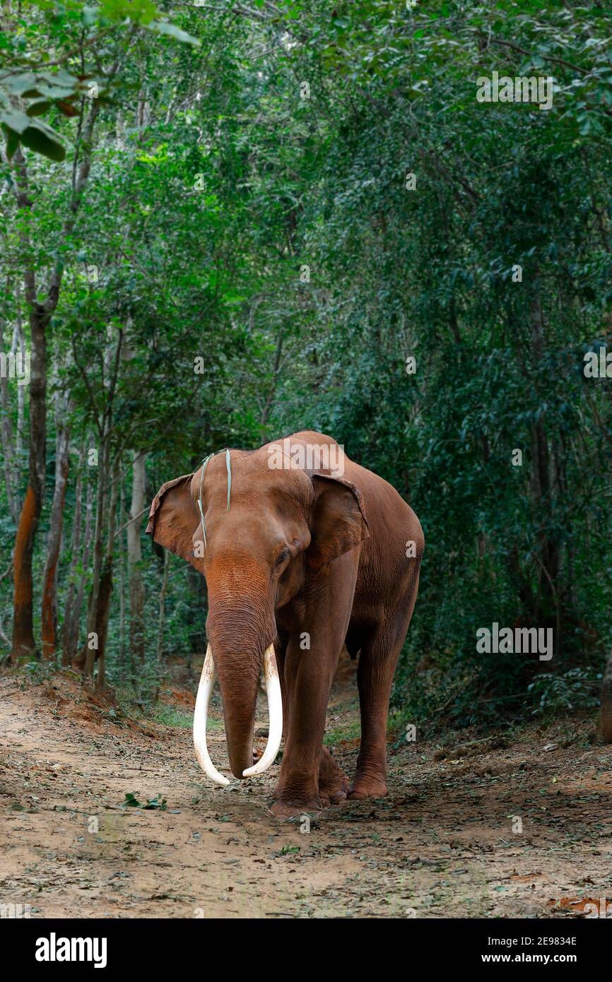 asian elephant in the wildlife under a tree Stock Photo - Alamy