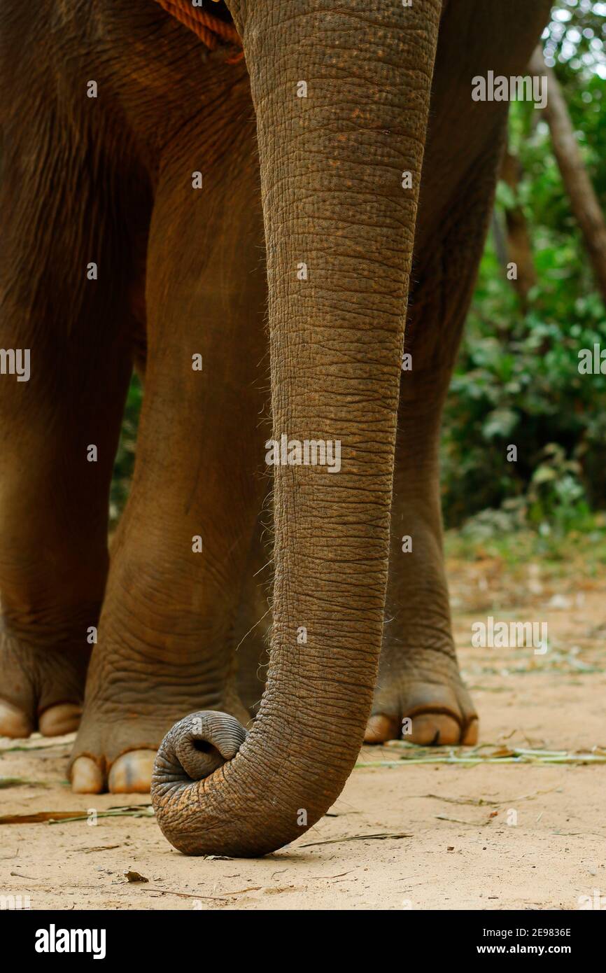Elephant tusk myanmar hi-res stock photography and images - Alamy