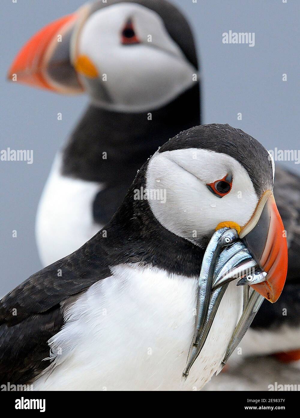 Around 40,000 nesting pairs of Puffins inhabit the Farne Islands ...