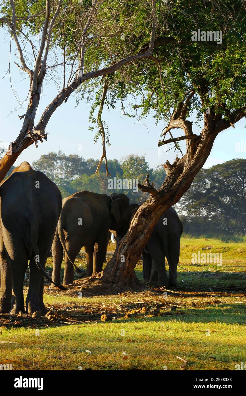 asian elephant in the wildlife under a tree Stock Photo - Alamy