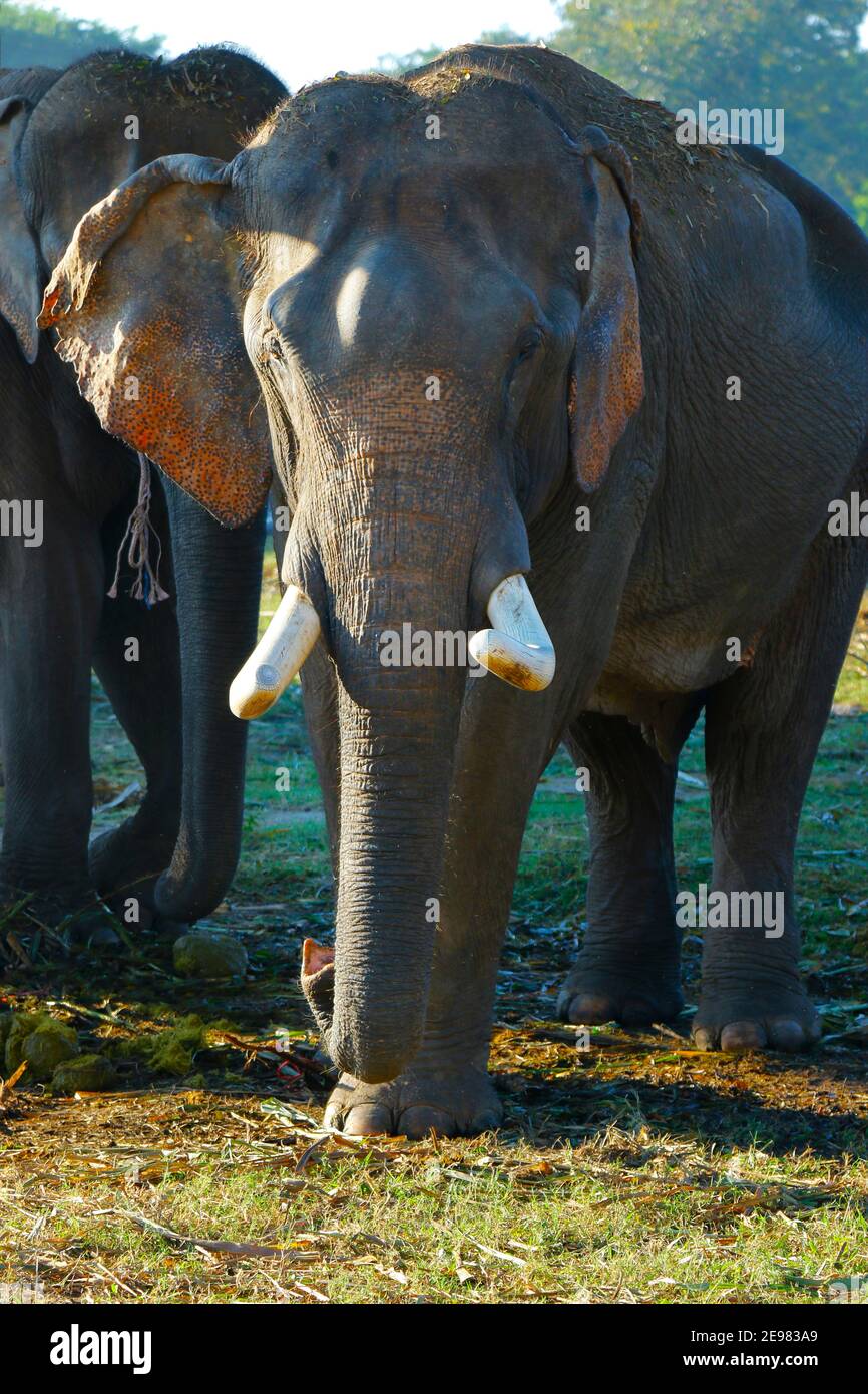 asian elephant in the wildlife under a tree Stock Photo - Alamy