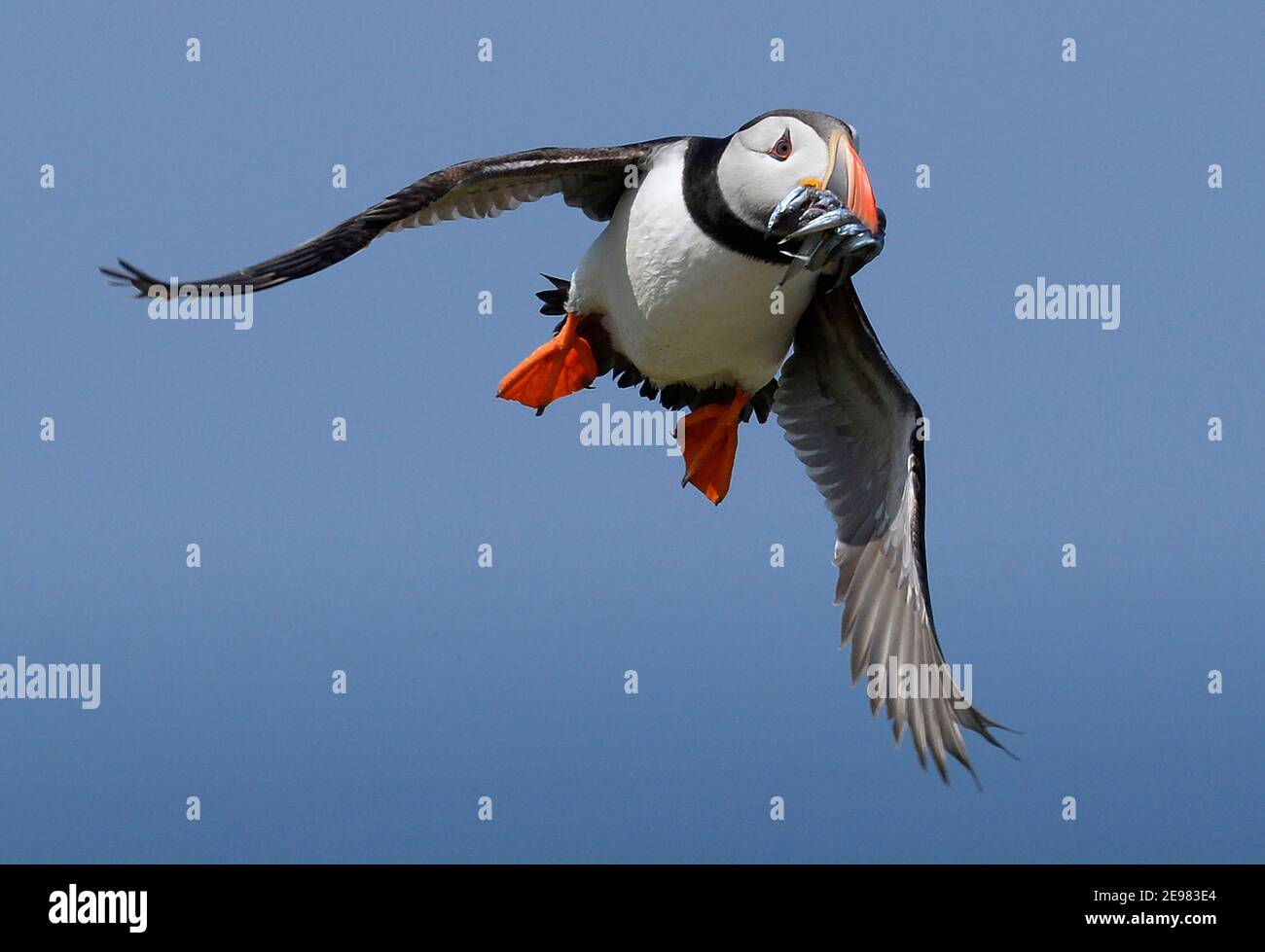 Around 40,000 nesting pairs of Puffins inhabit the Farne Islands ...