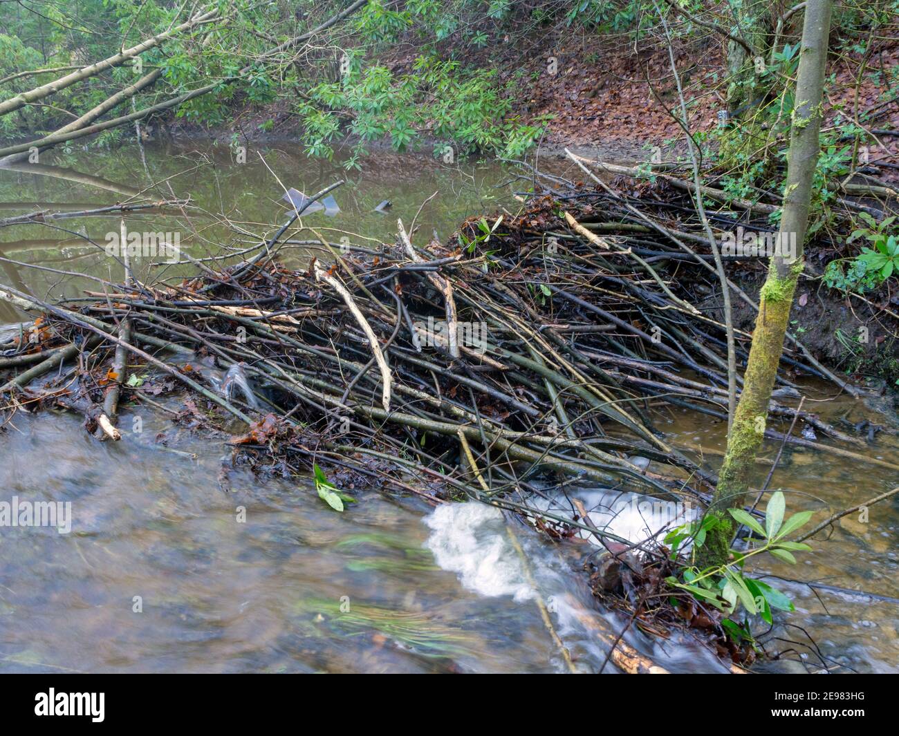 Beaver yorkshire hi-res stock photography and images - Alamy