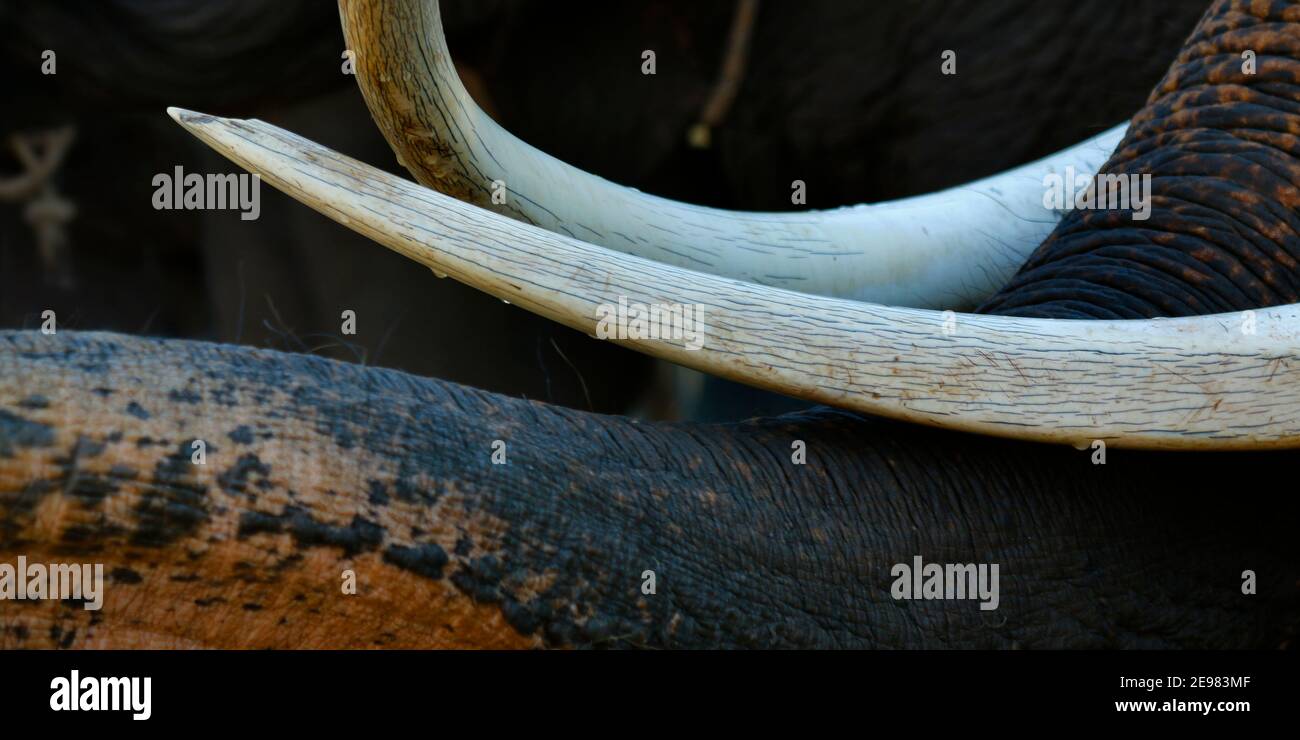Elephant tusk myanmar hi-res stock photography and images - Alamy