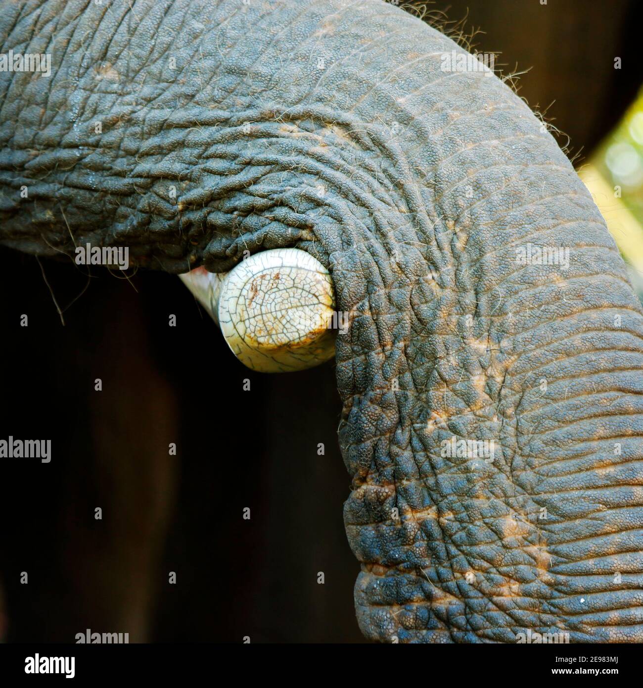 Elephant tusk myanmar hi-res stock photography and images - Alamy