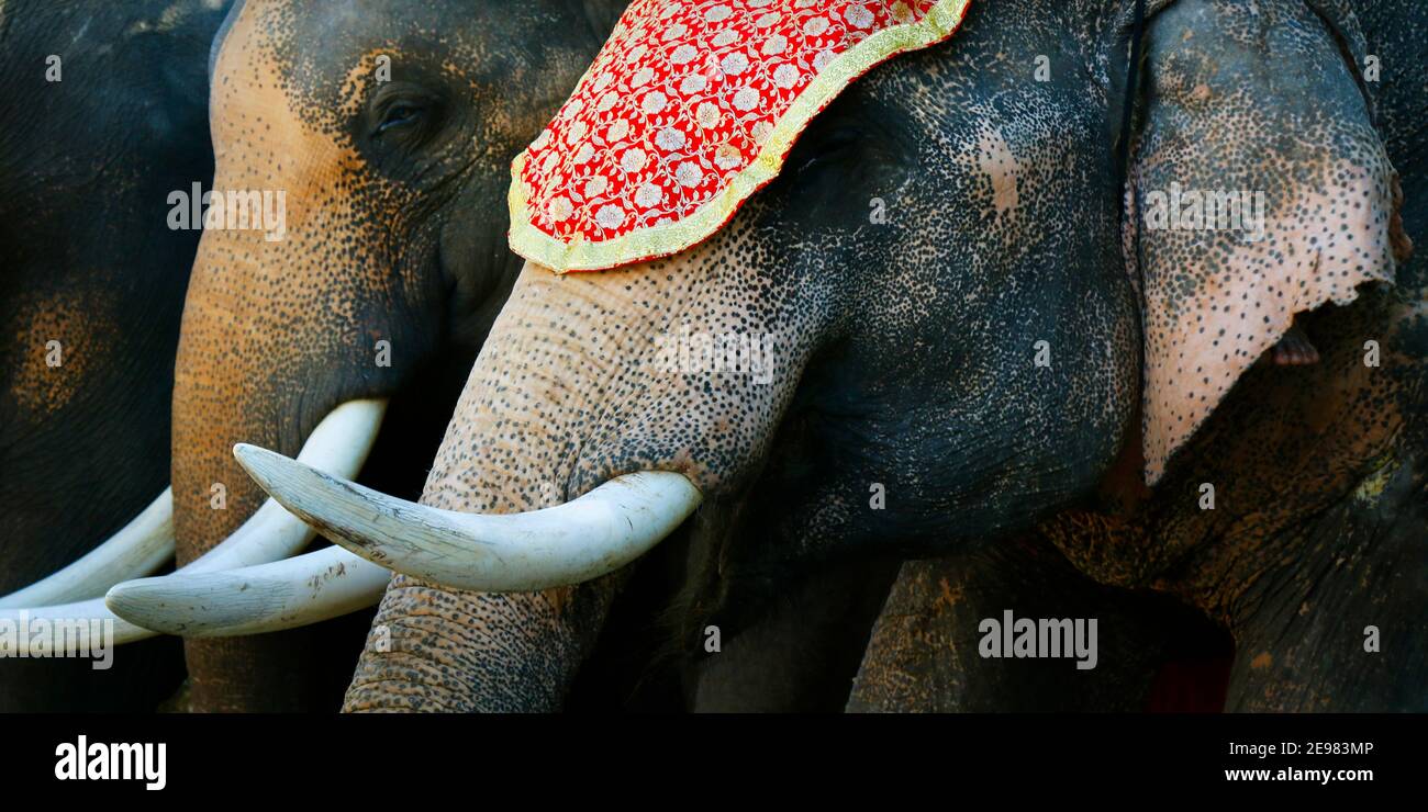 Elephant tusk myanmar hi-res stock photography and images - Alamy