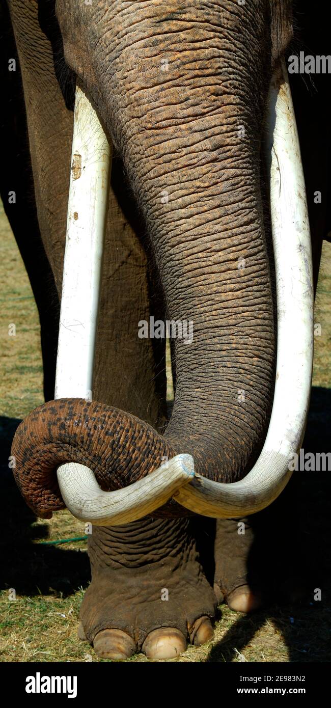 close up of ivory tusk and trunk of asian elephant Stock Photo - Alamy