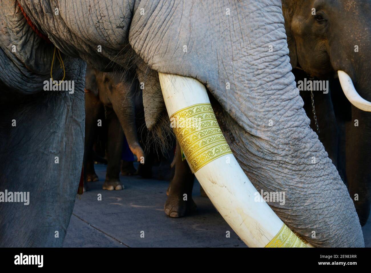 Elephant tusk myanmar hi-res stock photography and images - Alamy