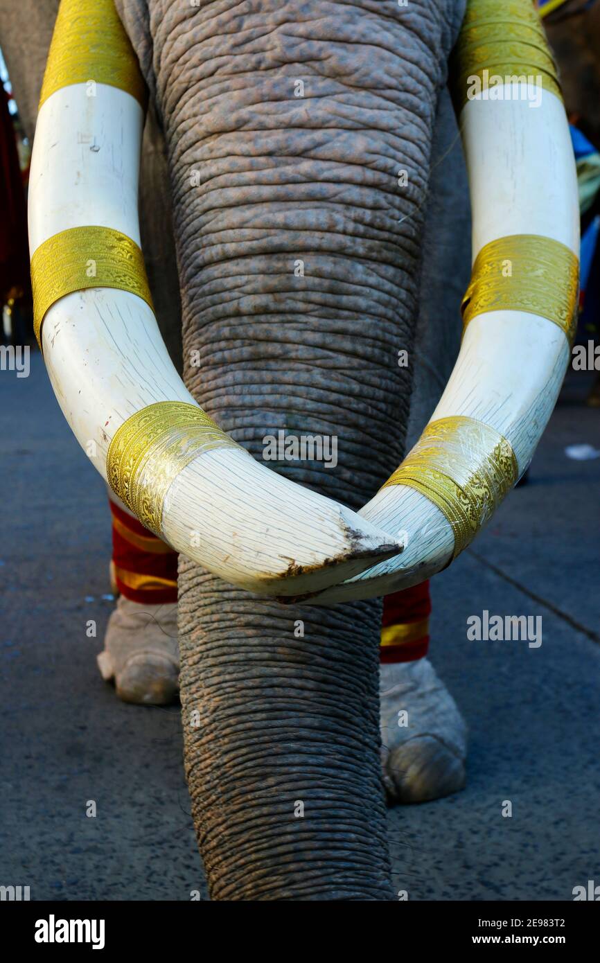close up of ivory tusk and trunk of asian elephant Stock Photo - Alamy