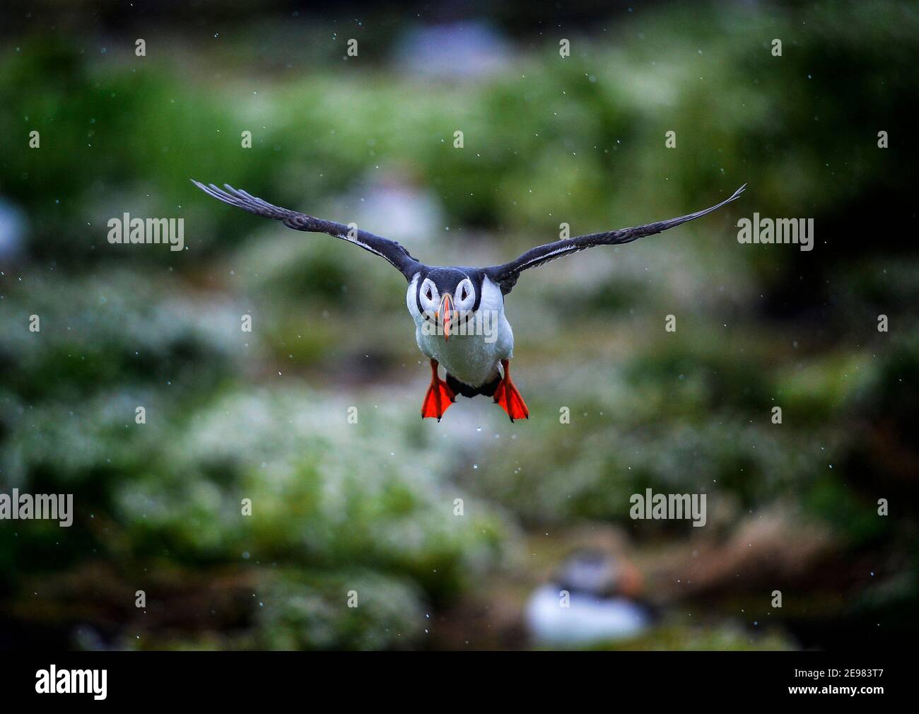 Around 40,000 nesting pairs of Puffins inhabit the Farne Islands ...