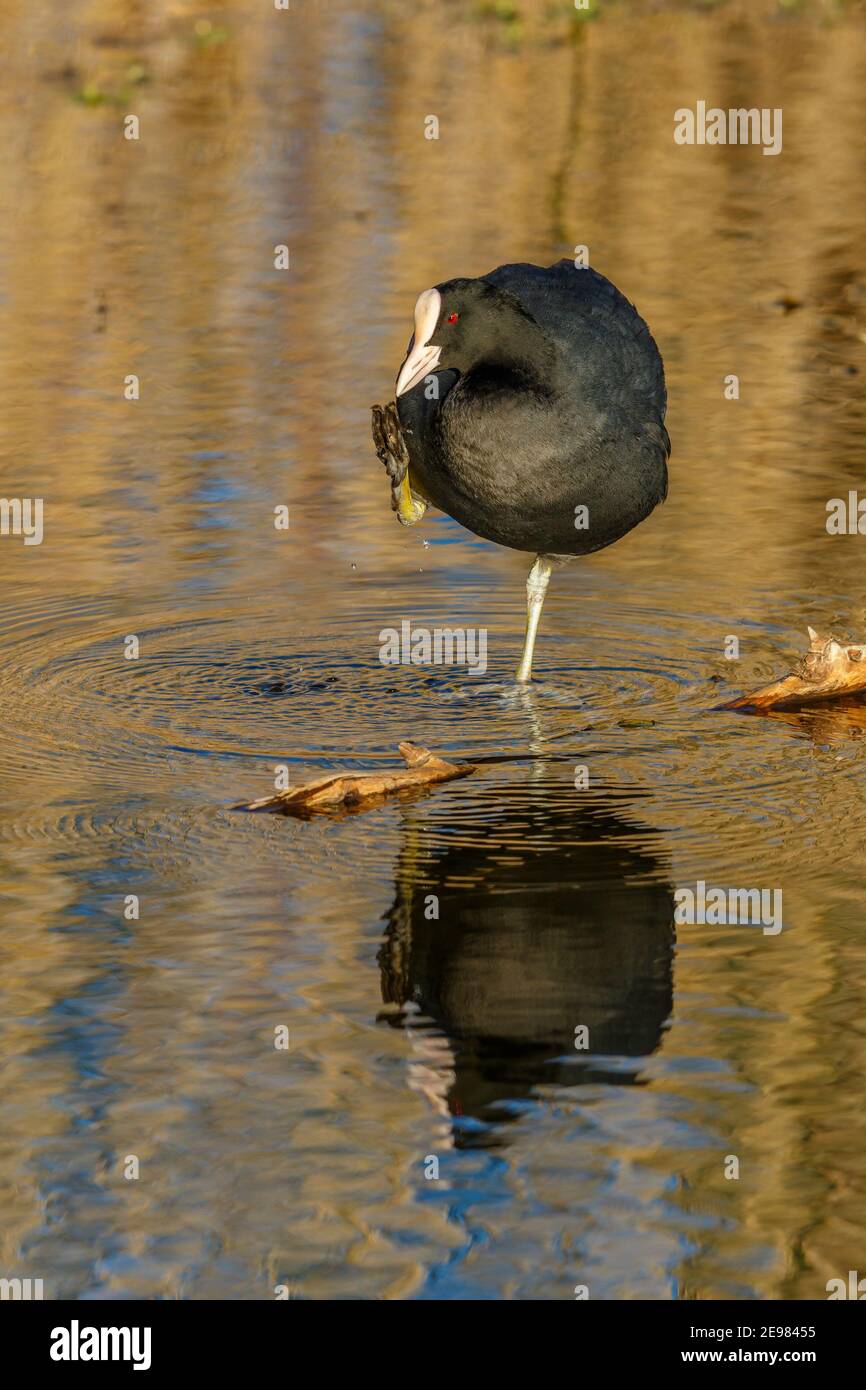 Common Coot that lifts its foot Stock Photo - Alamy