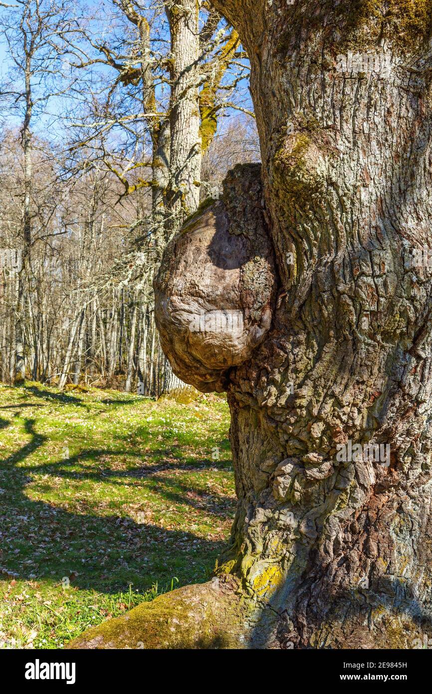 Big burl on a old oak tree Stock Photo - Alamy