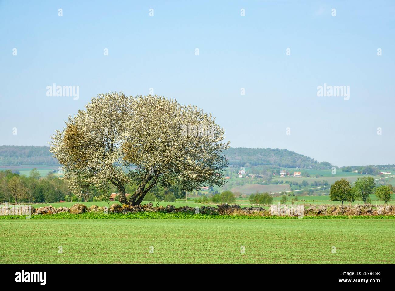 Flowering single fruit tree at a field in the rural landscape view ...