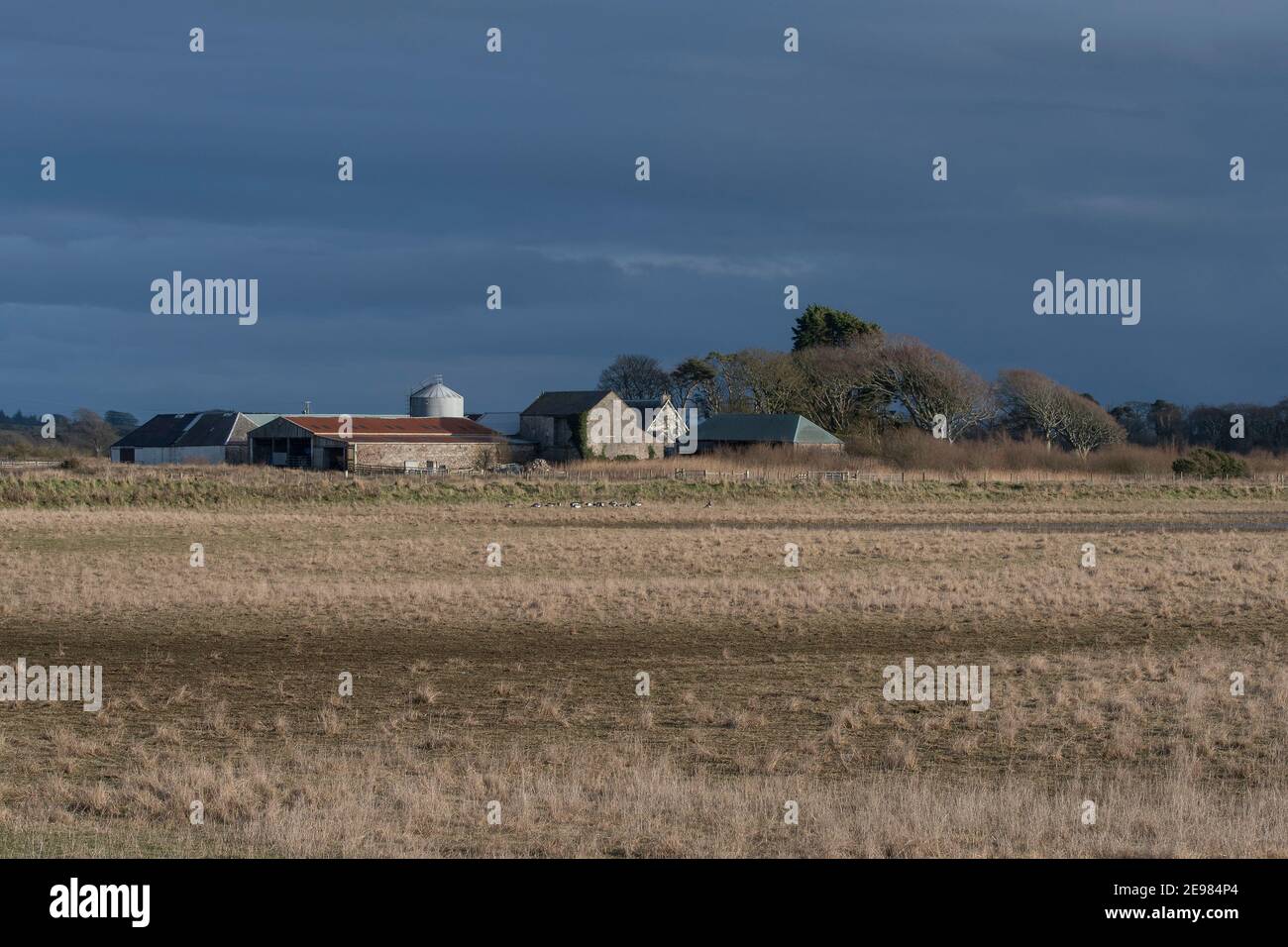 Farm buildings and Barnacle gees at Mersehead RSPB Reserve, Dumfries ...