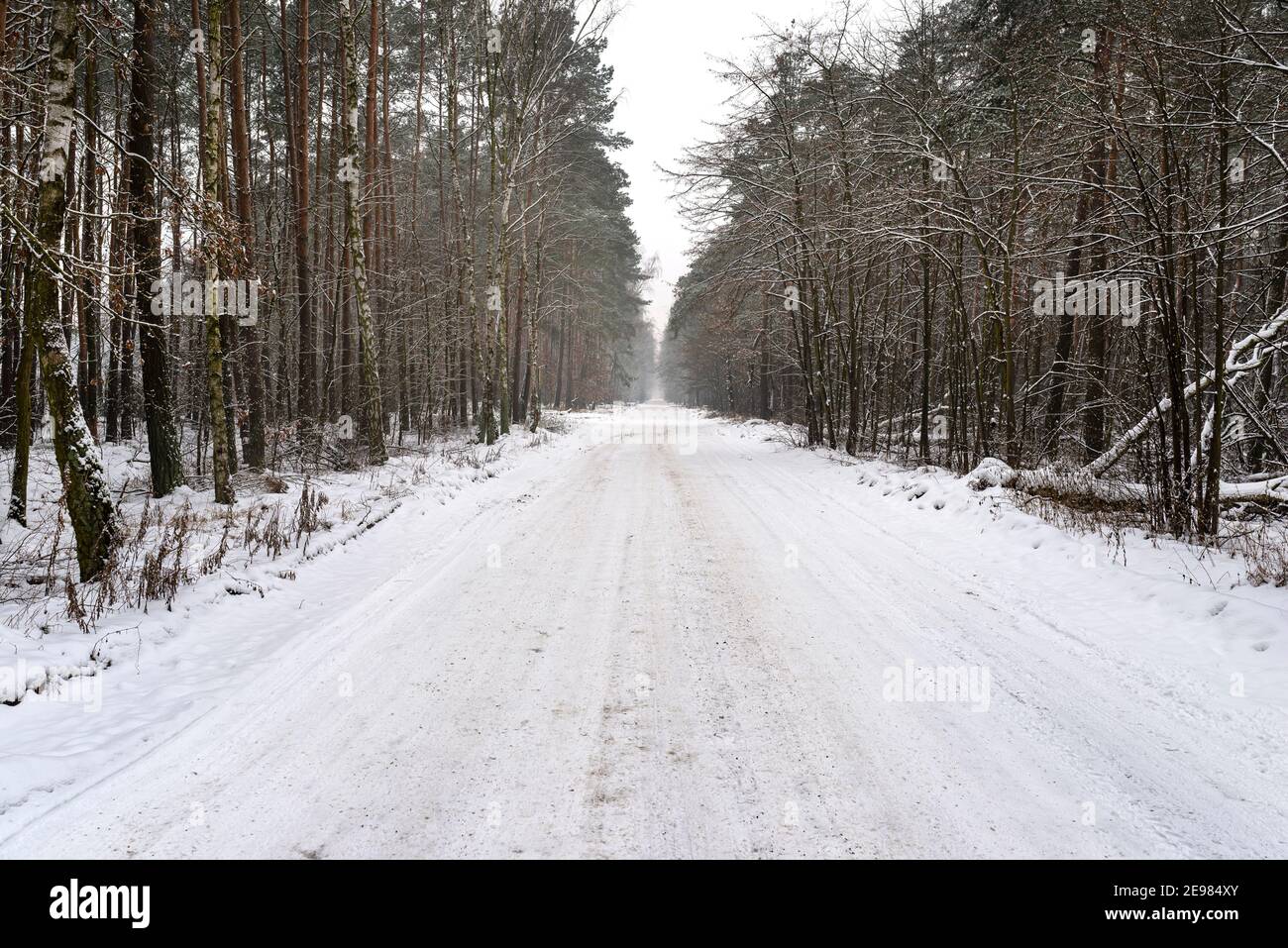Unpaved road covered with snow in the forest, visible car wheel tracks ...
